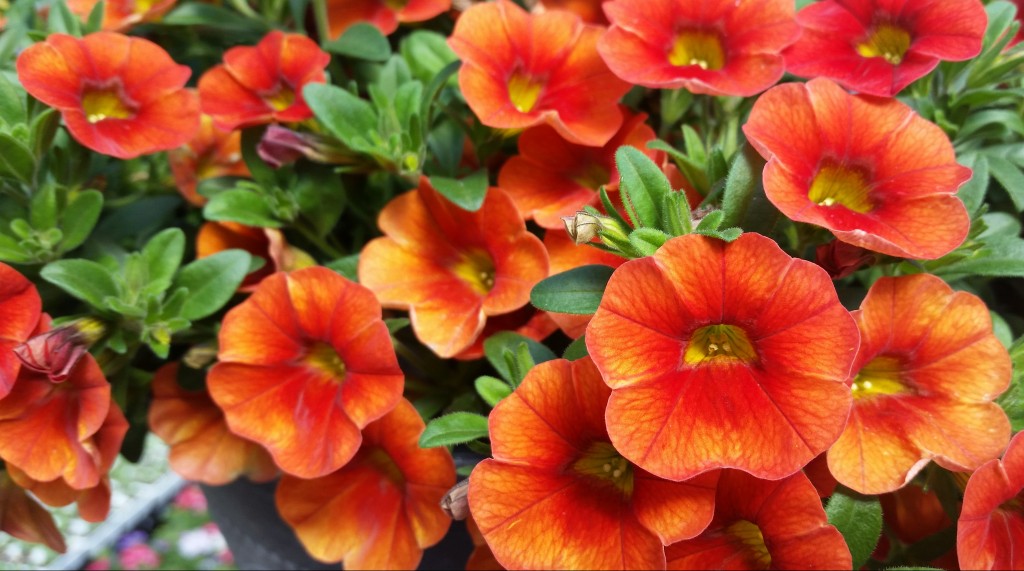 orange calibrachoa hb 5 | Natural Beauty